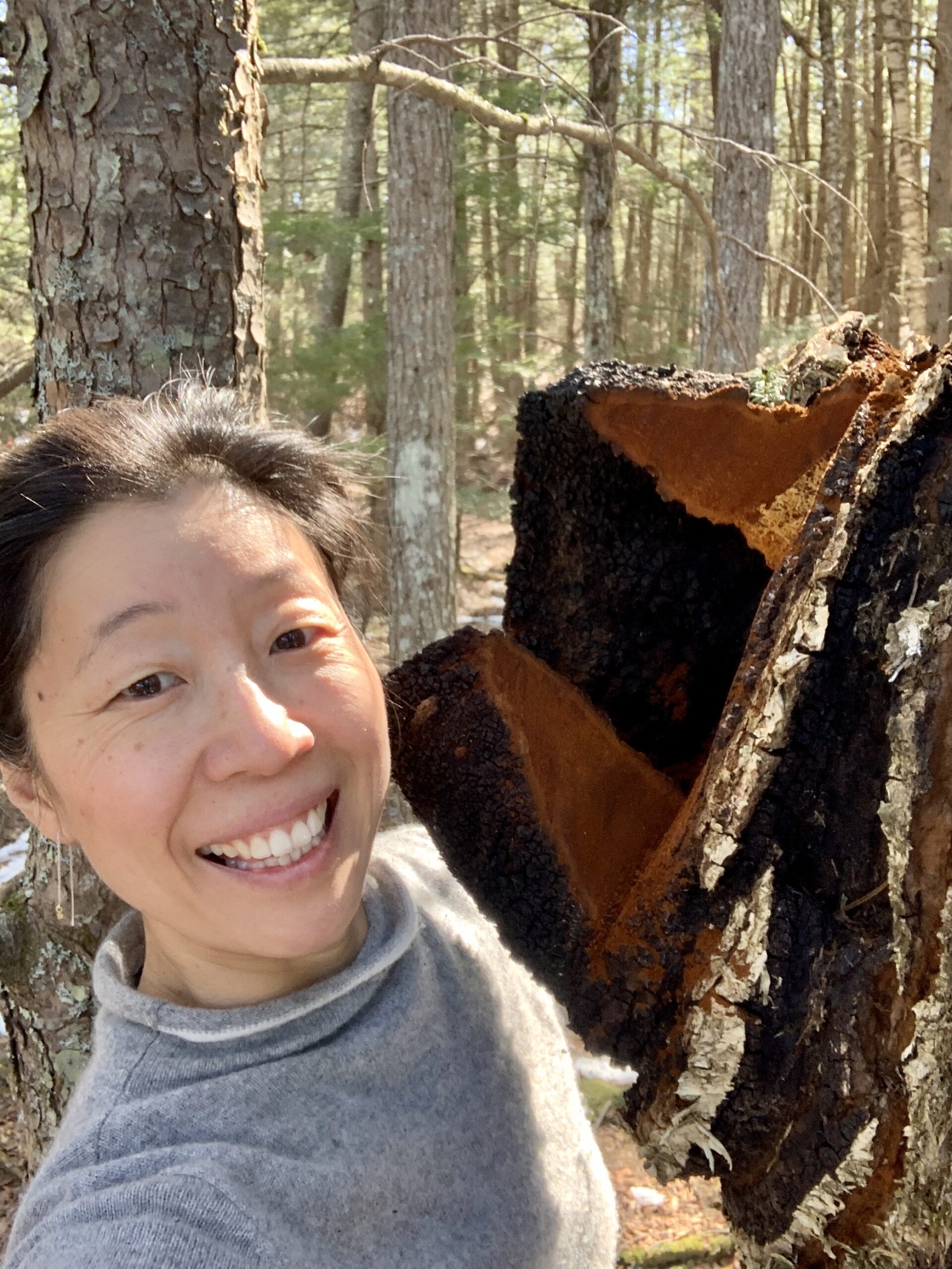 Chaga, Inonotus obliquus