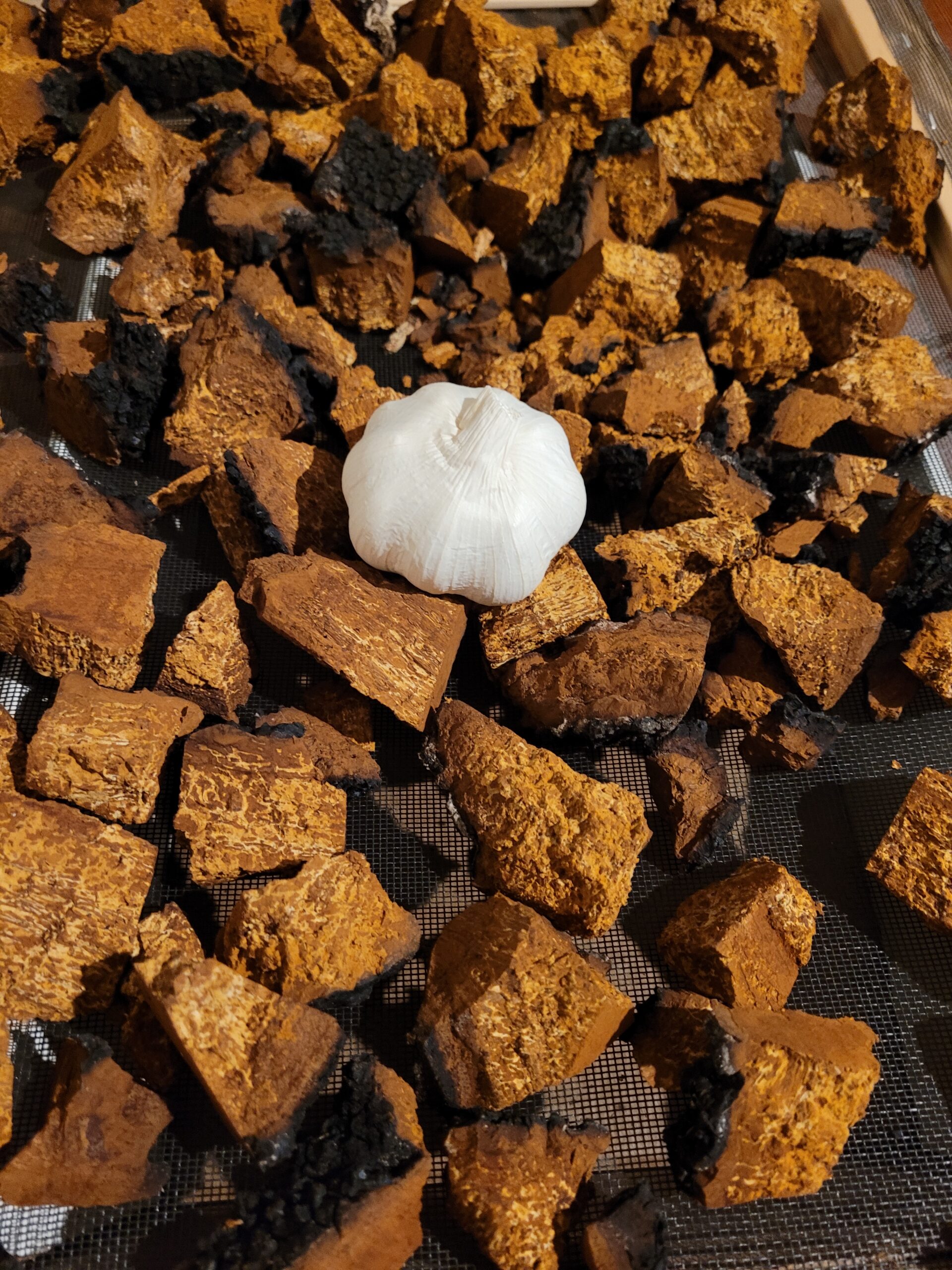 Chaga, Inonotus obliquus